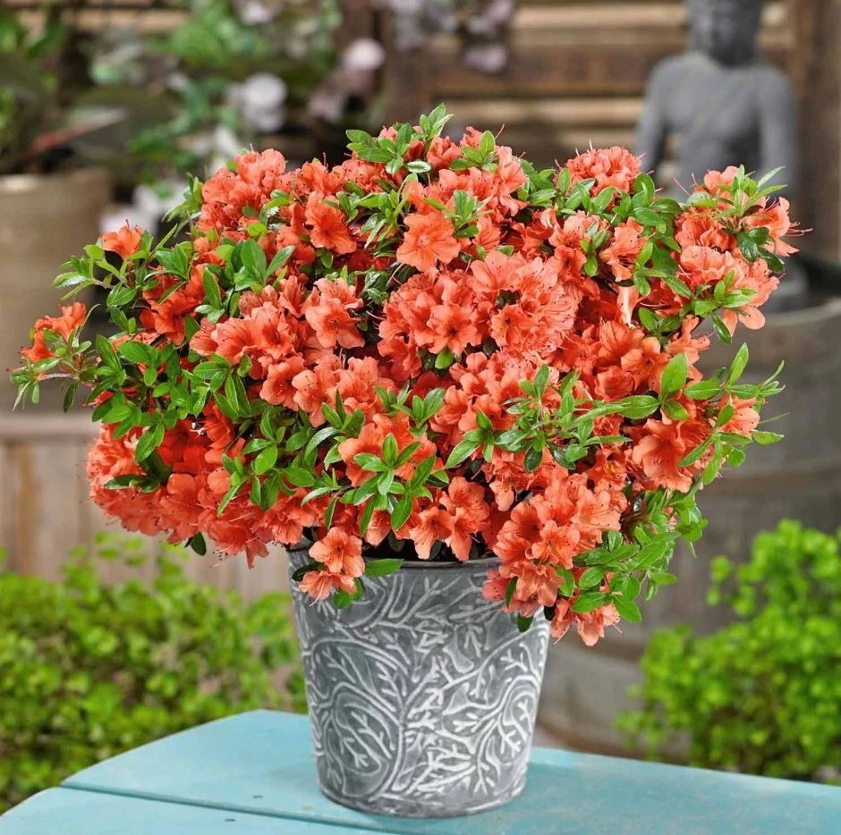 Azalia japońska Orange Beauty doniczka 2L